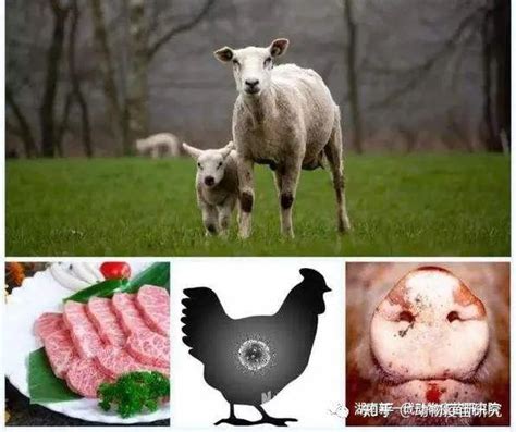 一二三类动物疫病病种名录农业农村部第573号公告 知乎