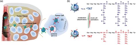 A Illustration Of The Use Of Tat As An Example Of A Cell Penetrating