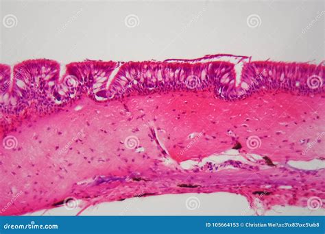 Ciliated Epithelium Under The Microscope Stock Image Image Of Microscopy Basal 105664153