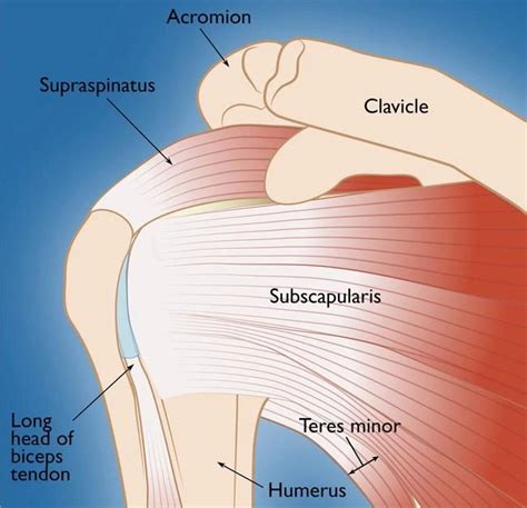 Rotator Cuff Injury