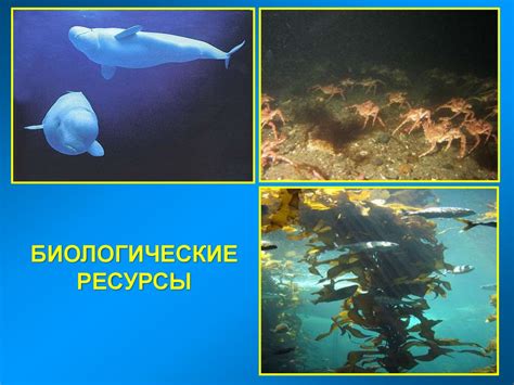 Сев Лед океан 7 кл 22 23 Online Presentation