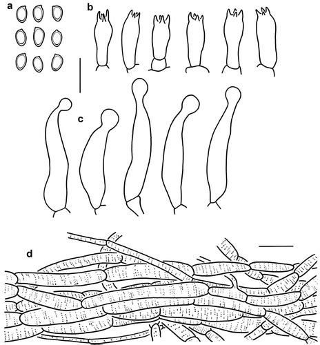 Full Article Multi Gene Phylogeny And Morphological Characters Reveal