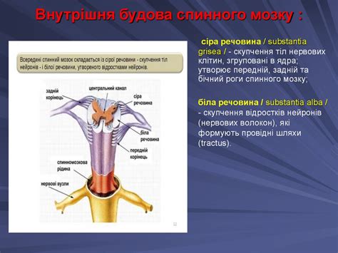 Зовнішня і внутрішня будова спинного мозку Оболони спинного мозку