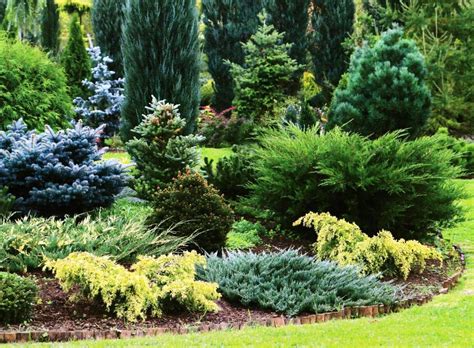 Как правильно ухаживать за хвойными растениями