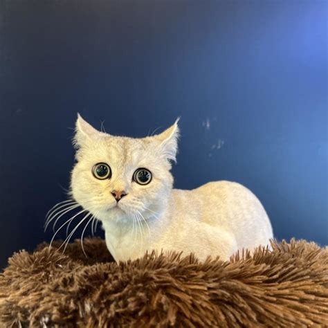 파티푸들 샴 광주애견분양 말티즈성격 부산유기견 마메시바 부산유기견보호센터 시바견가정분양 서담 강아지배변훈련 도그마루 홈스쿨 강아지훈련소 강아지입질 강아지분리불안