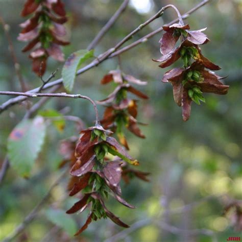 Carpinus Caroliniana Fruit Type