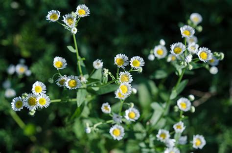 자연에서 화창한 날에 샤모 마일즈의 필드 카모마일 데이지 꽃 필드 플라워 카모마일 꽃 봄날 0명에 대한 스톡 사진 및 기타 이미지 Istock