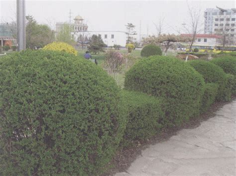 水蜡 辽东水蜡 园林景观植物 图片