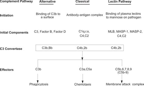 The Complement System And Its Effectors Download High Quality Scientific Diagram