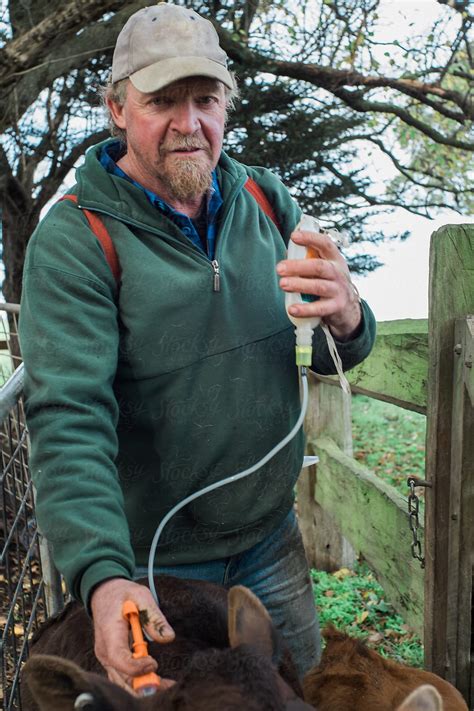 Dairy Calves Given Injection By Stocksy Contributor Rowena Naylor Stocksy