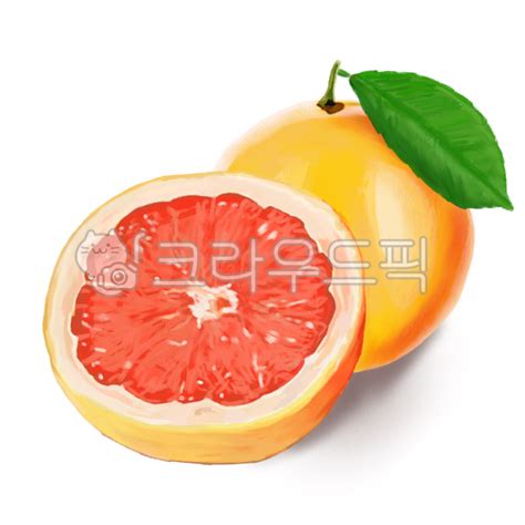 과일 Fruit 과일일러스트 과일단면 누끼 사진이미지일러스트캘리그라피 Rainbow Pop작가