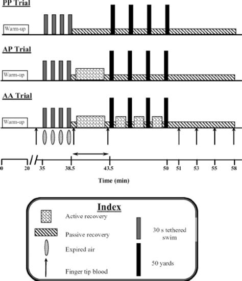 Schematic Representation Of The Experimental Protocol Download Scientific Diagram