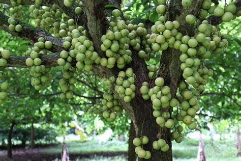 Deliciosas Uvas Motleyanas En Los árboles De La Cosecha Foto Descarga
