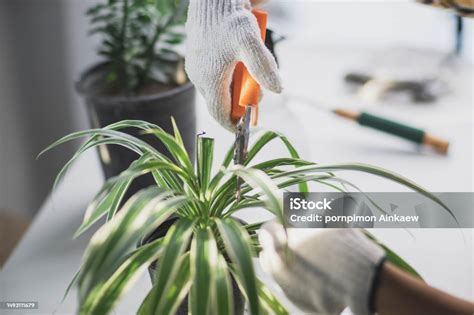 집 식물을 다듬기 위해 가지치기를 사용하는 젊은 여성 정원사 실내에서 화분에 심은 식물을 돌보는 장갑을 낀 여성의 손을 클로즈업합니다 주인은 중소기업 온실을 시작합니다 1