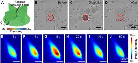 Experimental Results For Localized Cell Disruption And Transient Cell Download Scientific