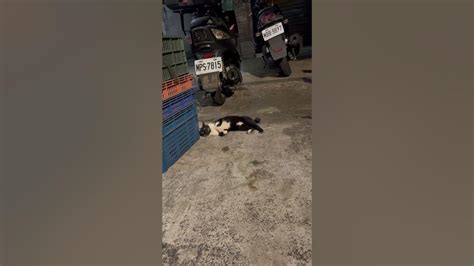 野貓 straycat neko youtube