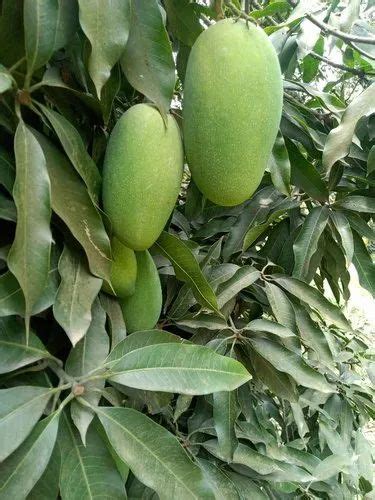 Yellow Organic Fresh Dashari Dussehri Mango Carton Packaging Size
