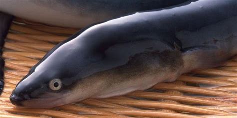 鰻魚如何養殖 每日頭條