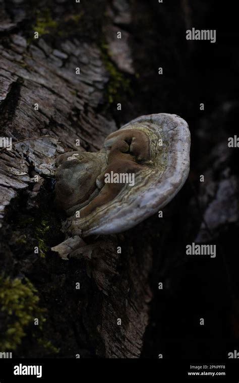 A Vertical Shot Of Tree Fungus Stock Photo Alamy