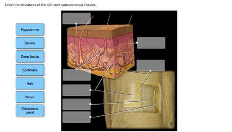 Solved Label The Structures Of The Skin And Subcutaneous