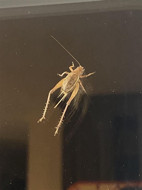 What Is This Grasshopper Roach Looking This 🤢 Rwhatisthisbug