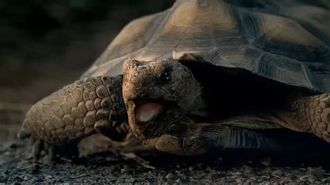 Turtle Screaming Face By Futdiversoesrj On Deviantart Turtle Screaming Face By Futdiversoesrj On Deviantart