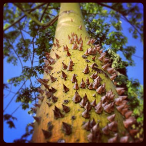 Spikey Tree Tree Picture