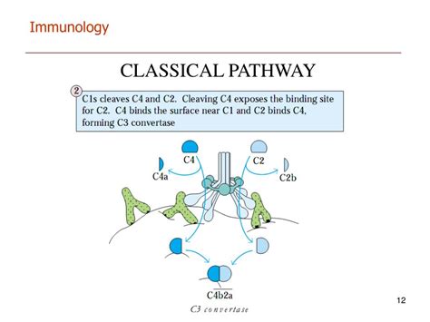 Ppt Immunology Powerpoint Presentation Free Download Id 4285279