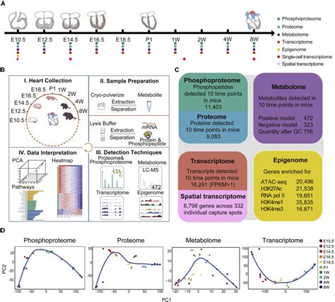 Multi Omics Profiling Visualizes Dynamics Of Cardiac Development And