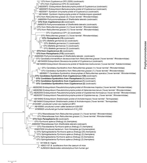 Phylogenetic Tree Based On Maximum Parsimony Mp And Download Scientific Diagram