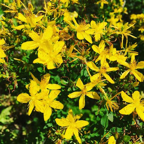 St Johns Wort Plant Profile Solidarity Apothecary