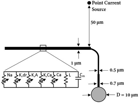 computational model of a single retinal ganglion cell the geometry