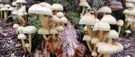 The Ultimate Guide To Saprotrophic Mushrooms Grocycle