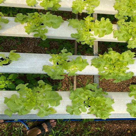 Lettuce Harvest Prediction Object Detection Dataset And Pre Trained Model By Lettuce Object