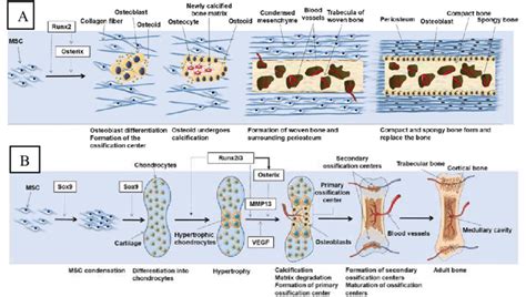 The Healing Process Of Bone Defects A The Healing Process Through The Download Scientific