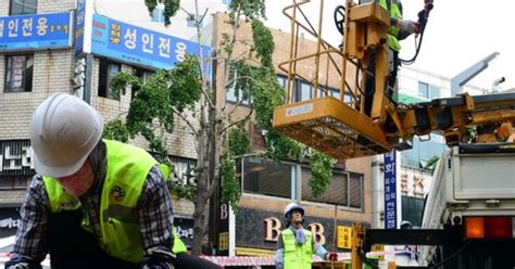 가로수 은행열매 수확