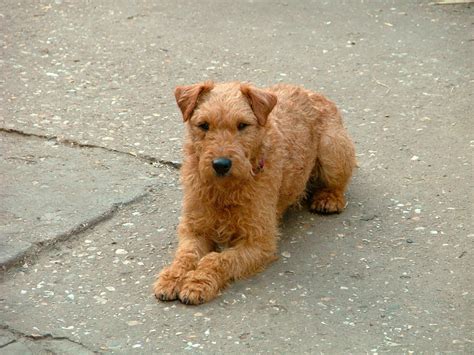 Lakeland Terrier Dog Breed Pictures Information Temperament