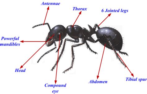 Ant Colony Optimization Aco Algorithm To Solve Numericcal Optimization Problem Transpire Online