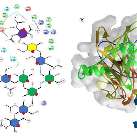Structural Features Of The Glycan Receptor Binding By Mumps Virus