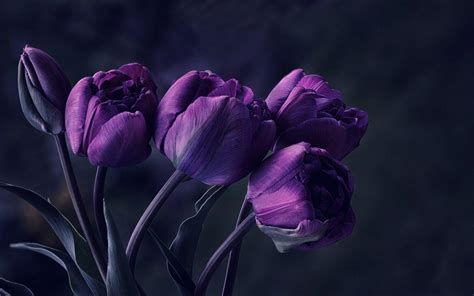 Purple Flower Wallpapers Top Free Purple Flower Backgrounds