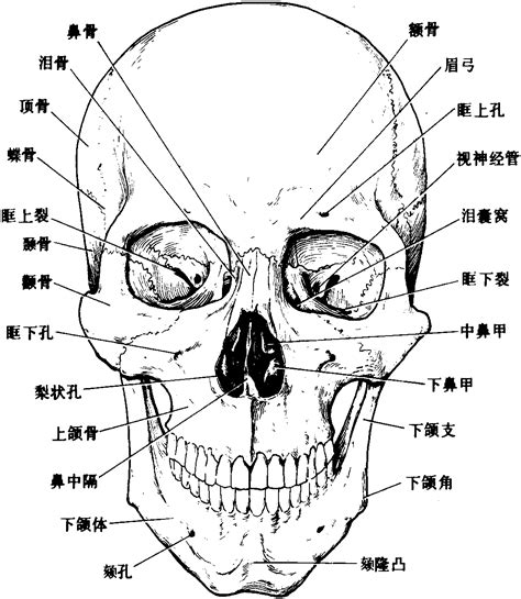 1 颅 前面观 局部解剖学 医学