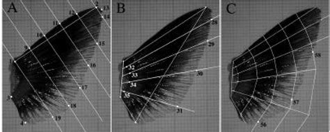 Morphometrics Of Fin Shape A Landmarks Used To Compute Fin Area B Download Scientific
