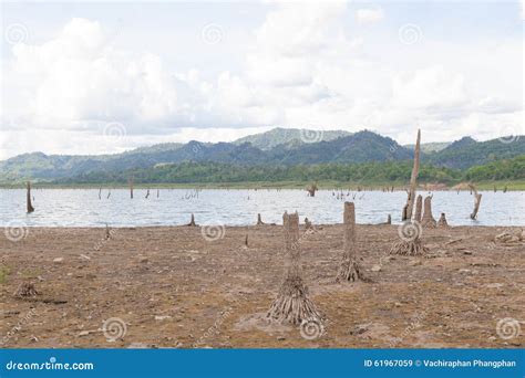 Remains Of Dead Trees Stock Image Image Of Tropical 61967059