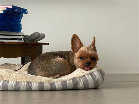 요크셔테리어 제이 강아지 책임분양♥ 아이조아 유기방지입양 파양 강아지보호소 고양이보호소 무료분양센터