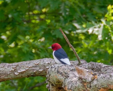 Finally Red Headed Woodpeckers Rbirding