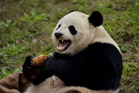 佛系动物大熊猫的牙齿成长史 知乎