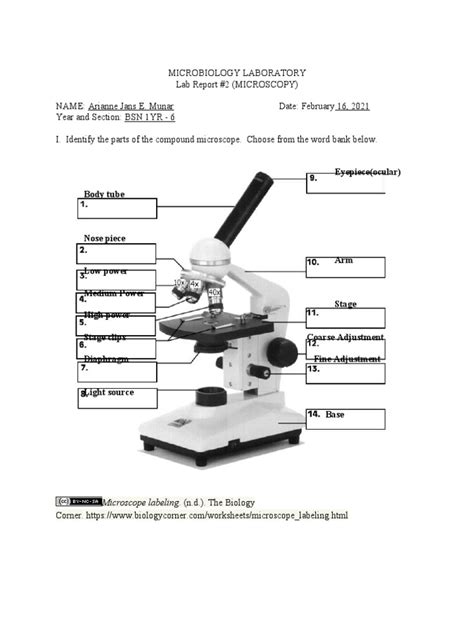 Lab Exercise 2 Microscope Ass Pdf Electromagnetic Radiation Worksheets Library