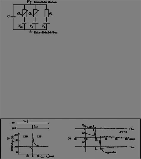 a ideal stdp update function b suppression by the adaptive