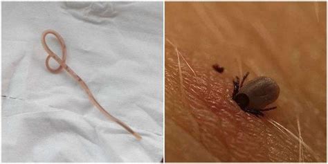 狗狗有寄生虫的10大症状！宠物狗狗应该多久体内体外驱虫一次 知乎