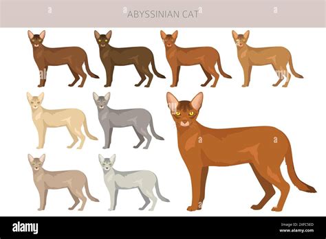 Abyssinian Cat Clipart All Coat Colors Set All Cat Breeds